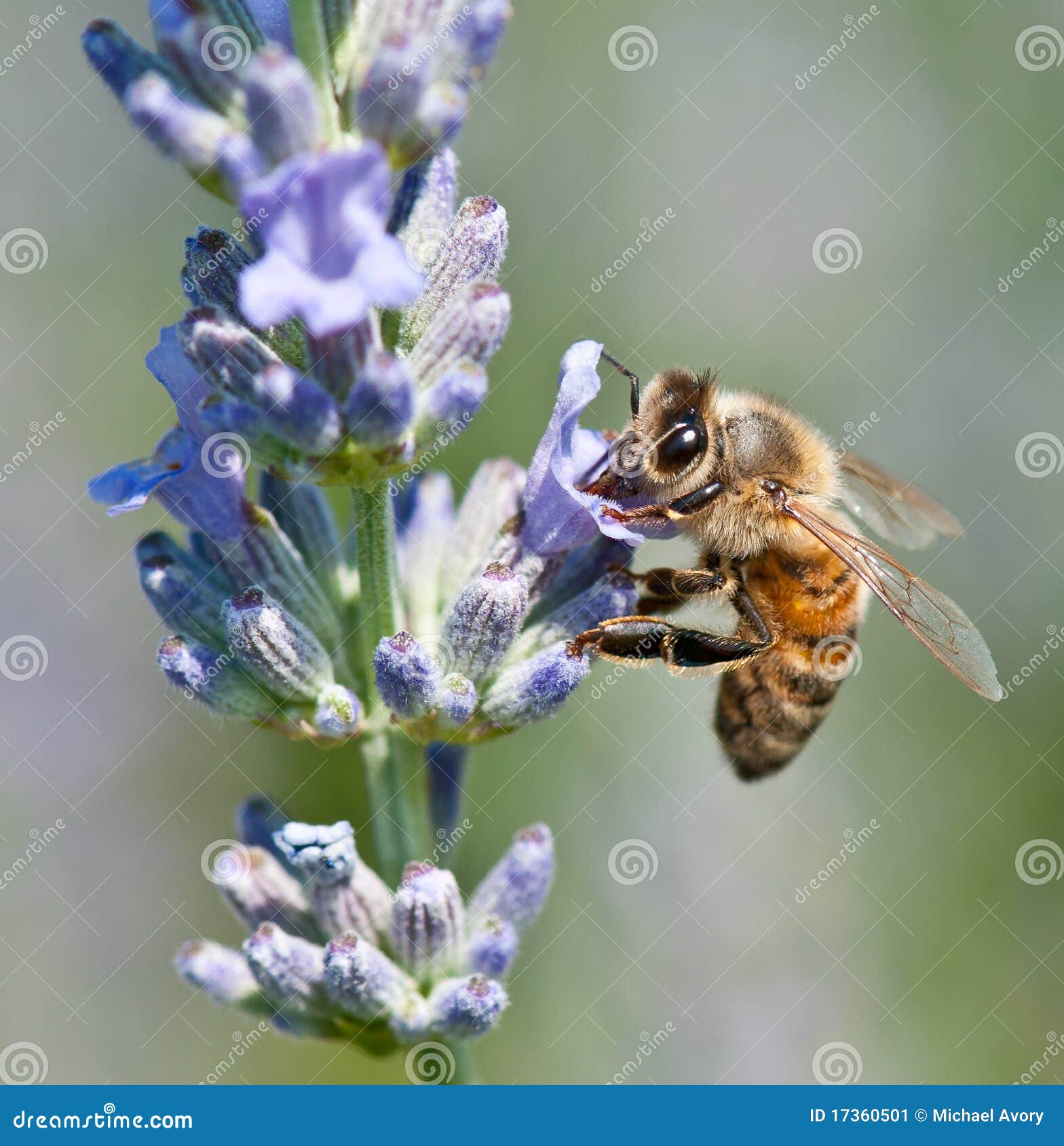 Honeybee collecting nectar stock image. Image of flower - 17360501