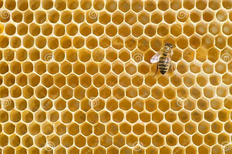 Honeybee on a comb stock photo. Image of animal, comb - 9921252