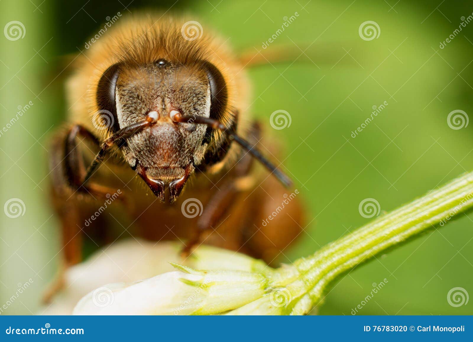 Honeybee Face stock photo. Image of frontal, plant, nature - 76783020