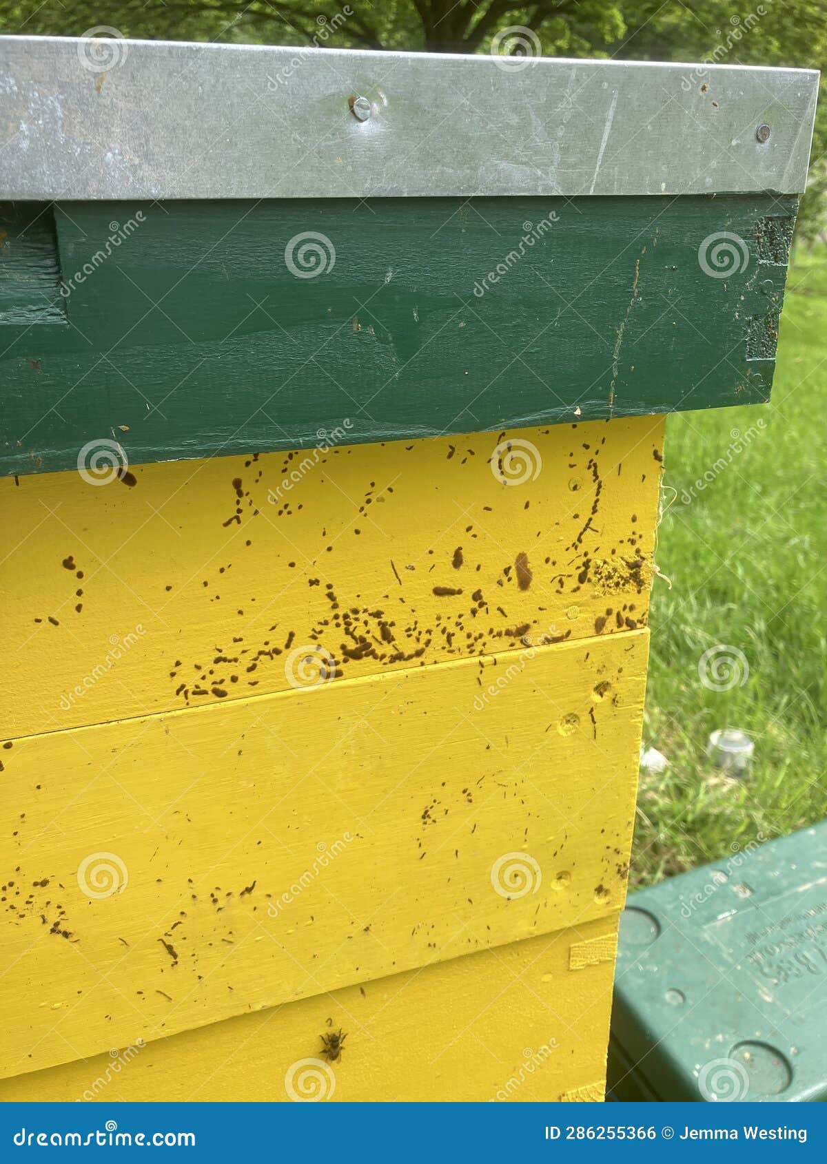 Honeybee Faeces on a Beehive Box. Apis Mellifera. Beekeeping Stock ...