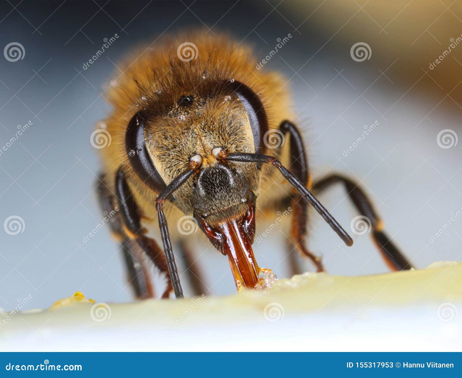 Honeybee Feeding Front View Macro Stock Image - Image of macro, worker ...
