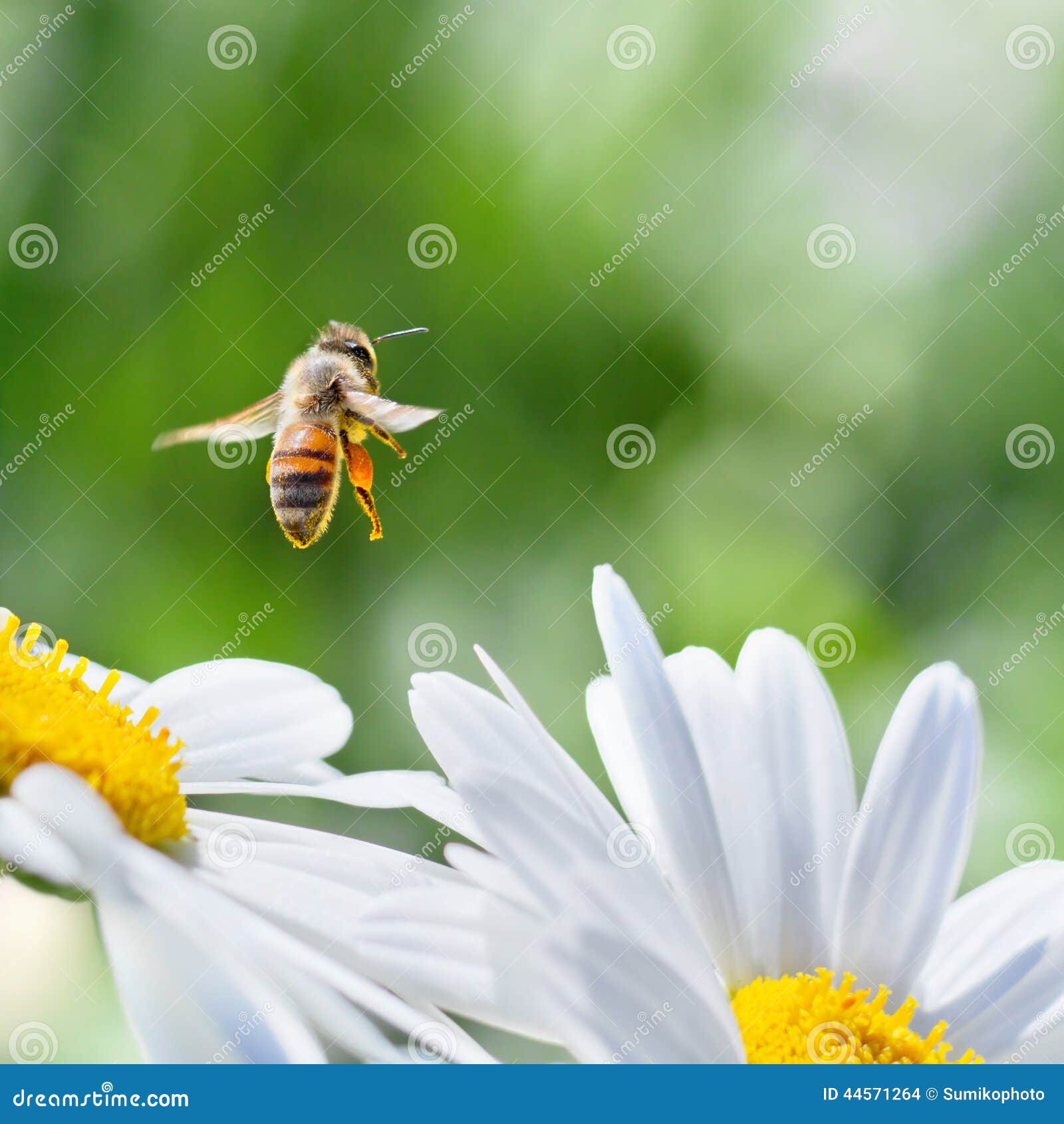 Honeybee in Flight stock photo. Image of propolis, summer - 44571264