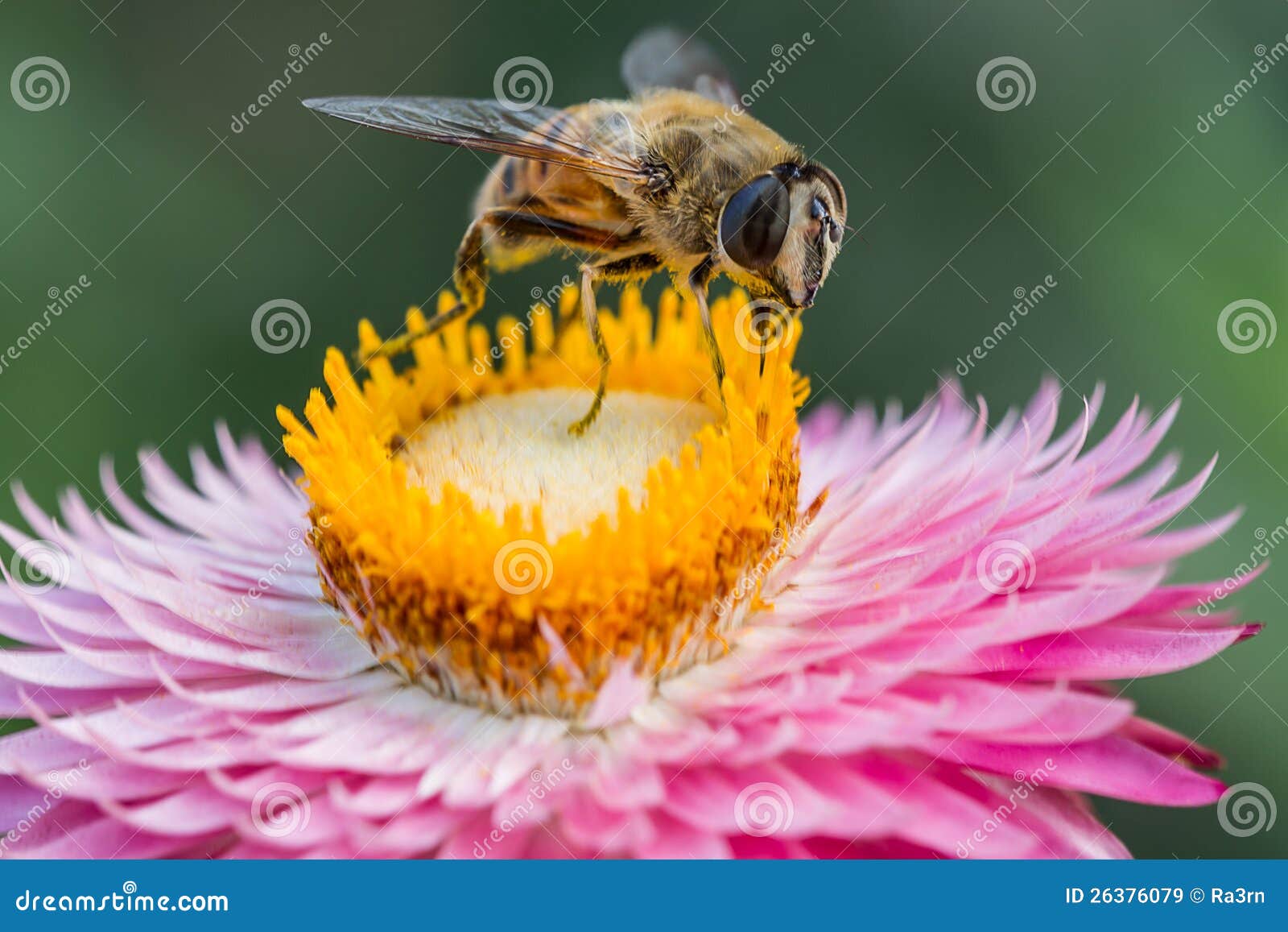 Honeybee on a flower stock image. Image of nature, macro - 26376079