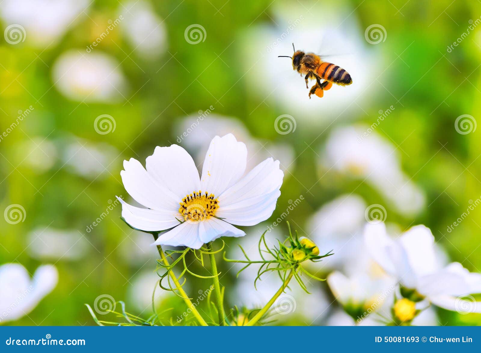 Honeybee flying stock image. Image of petal, flower, honey - 50081693
