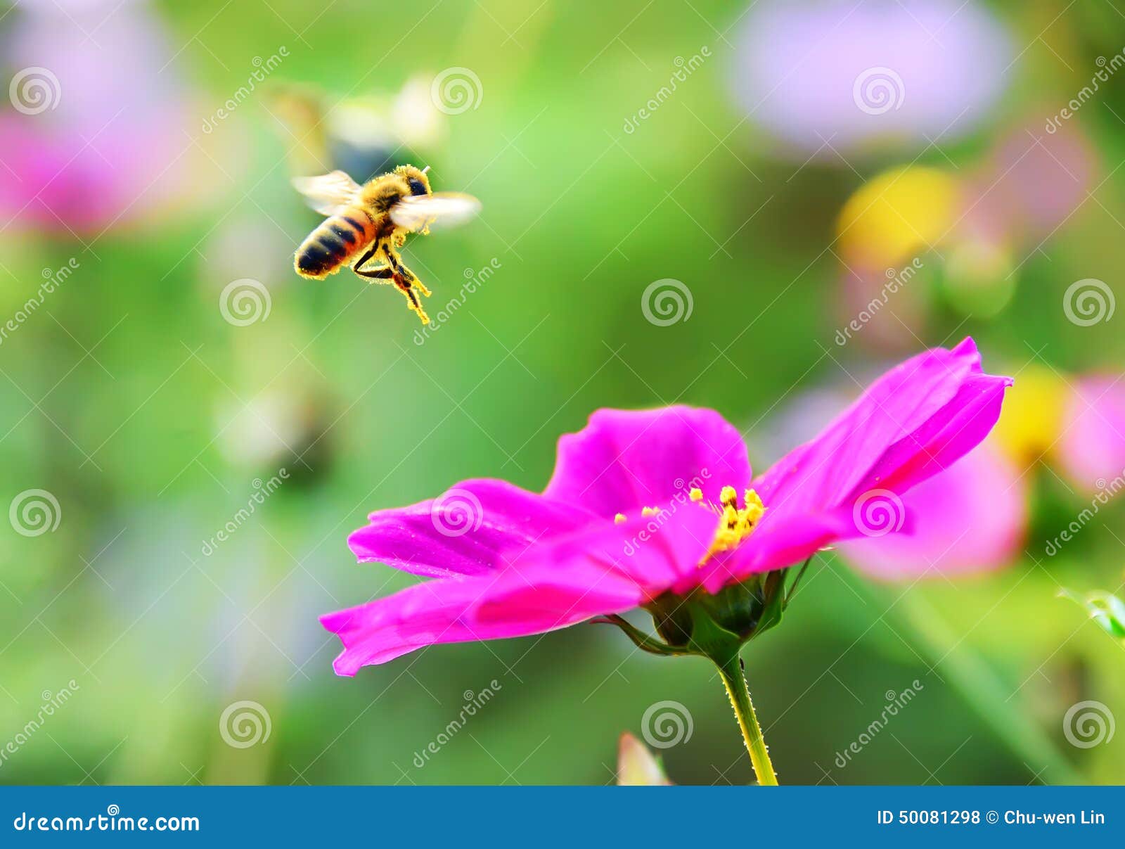 Honeybee Flying To a Flower. Stock Photo - Image of garden, insect ...