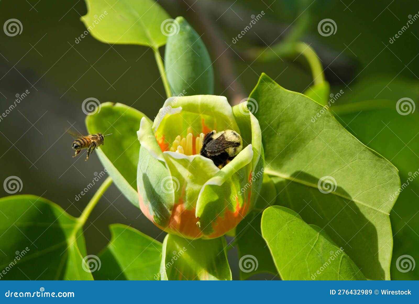 Honeybee Flying Towards a Flower with a Carpenter Bee Inside it. Stock ...