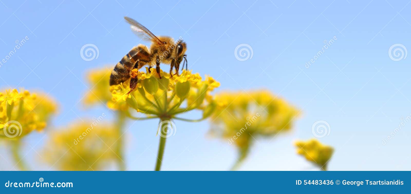 Honeybee harvesting pollen stock photo. Image of outdoor - 54483436