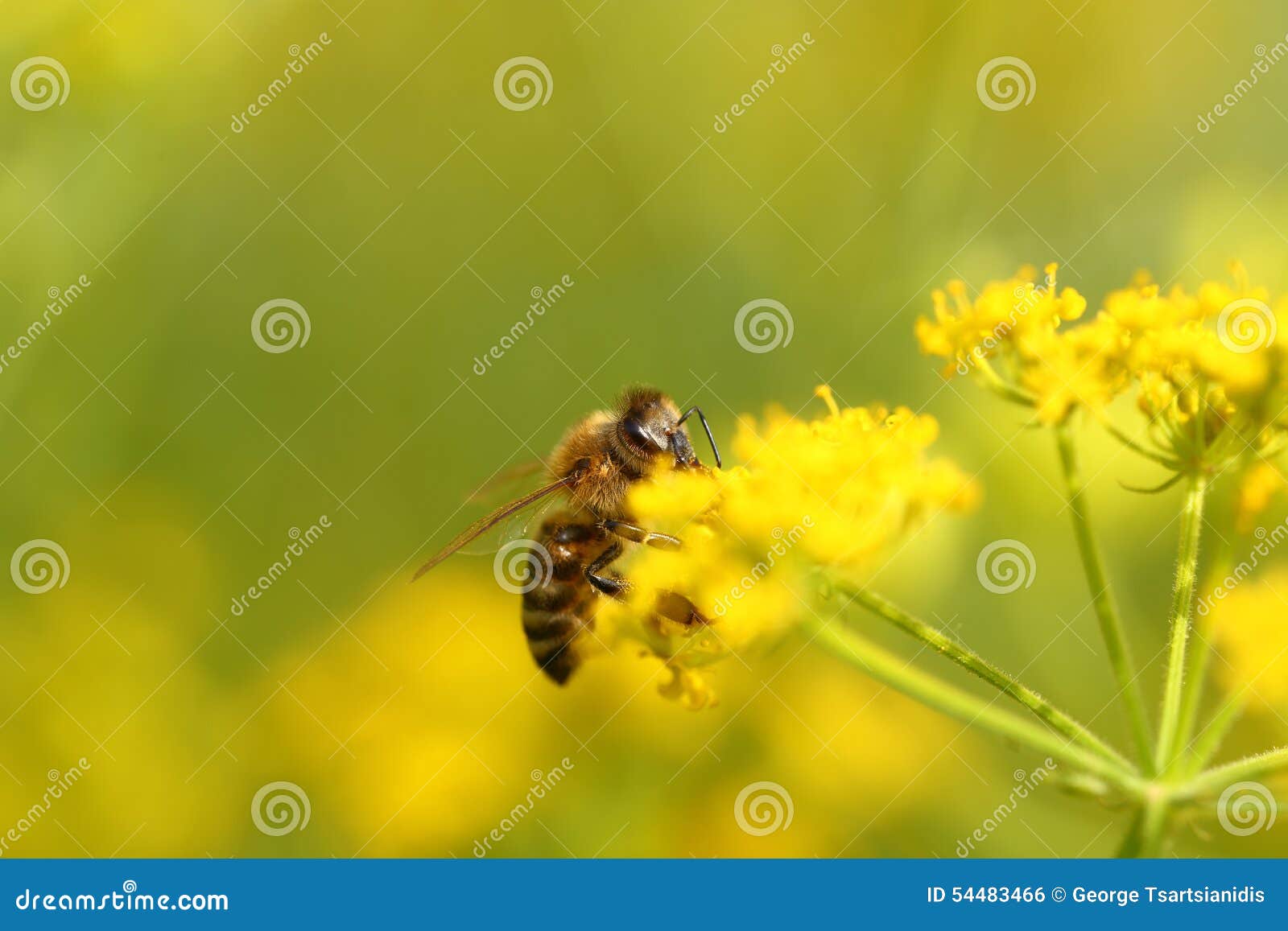 Honeybee harvesting pollen stock photo. Image of beautiful - 54483466