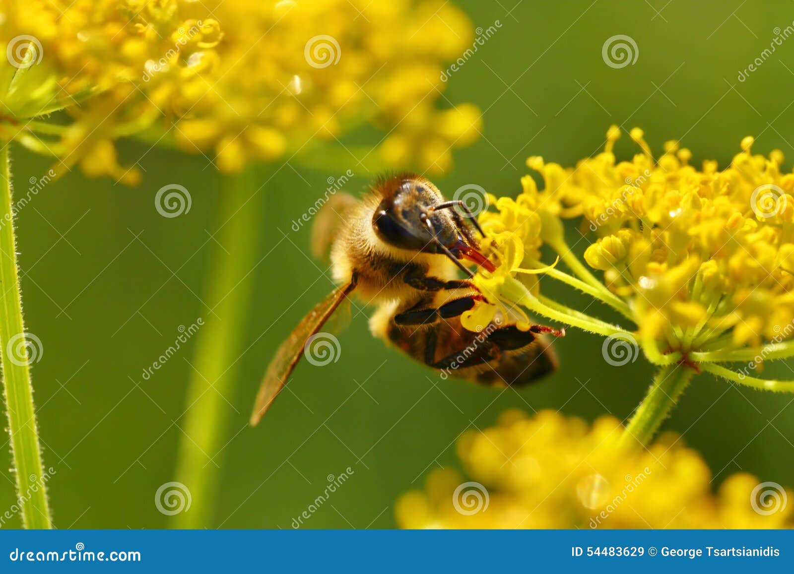 Honeybee harvesting pollen stock image. Image of pollinate - 54483629
