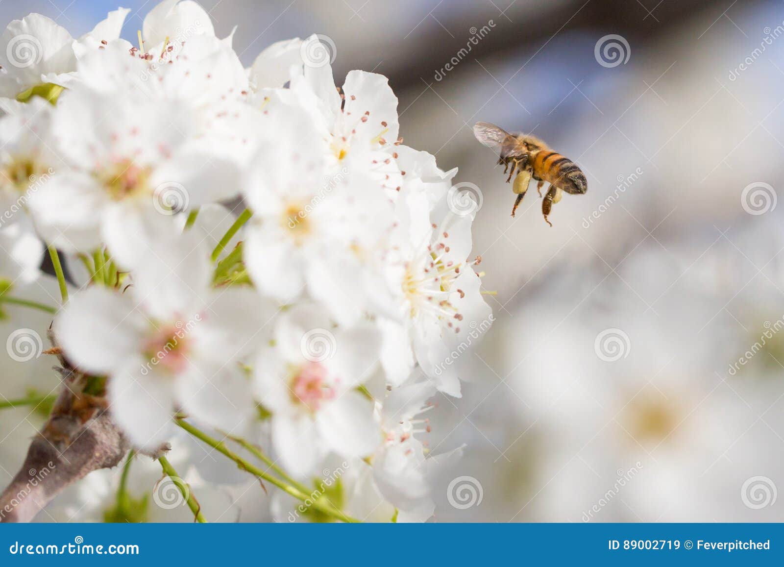 Honeybee Harvesting Pollen from Blossoming Tree Buds. Stock Image ...