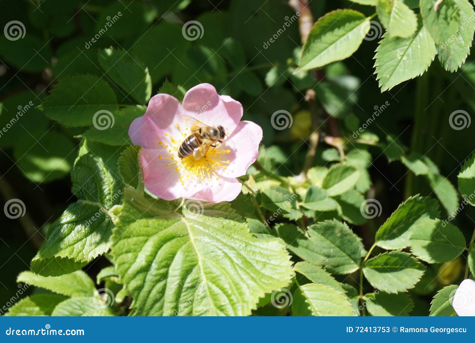 Honeybee harvesting pollen stock image. Image of leaf - 72413753