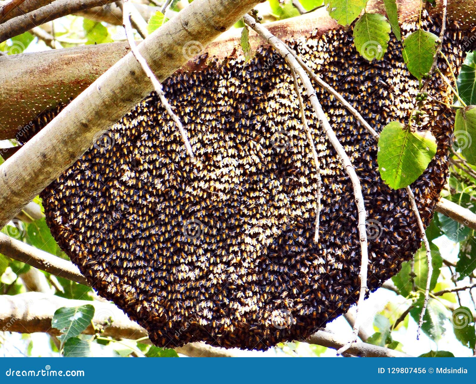 Honeybee Hive stock photo. Image of fragile, tree, animal - 129807456