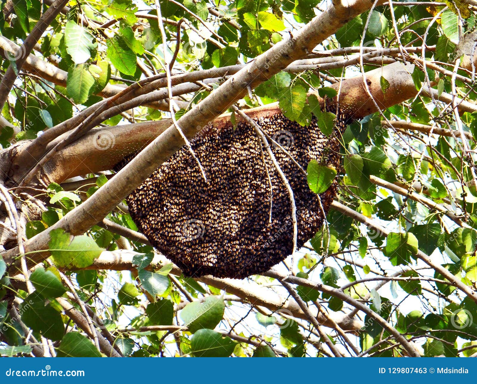Honeybee Hive stock image. Image of tree, flower, jungle - 129807463