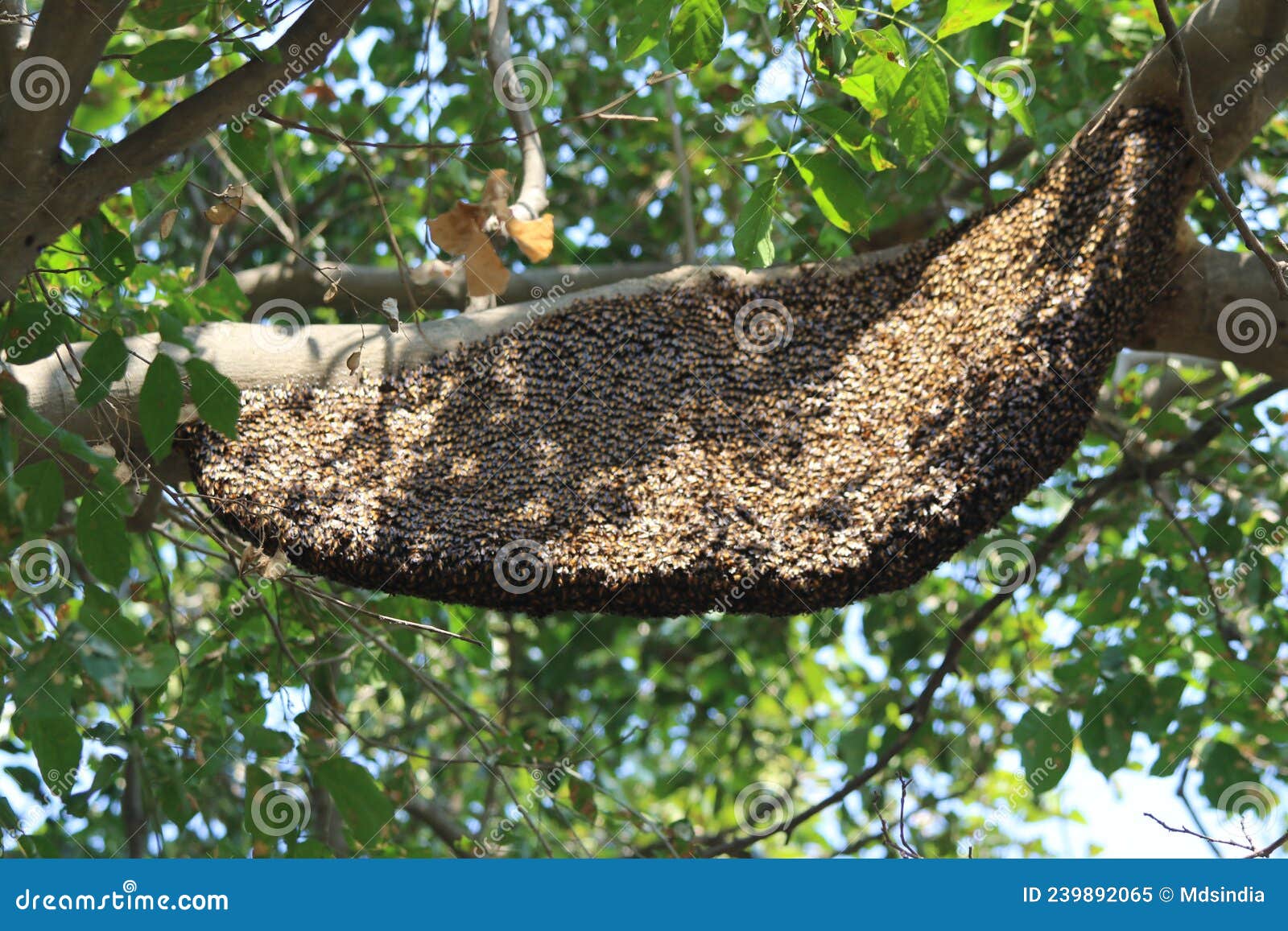 A Honeybee Hive on a High Tree Stock Image - Image of wing, natural ...