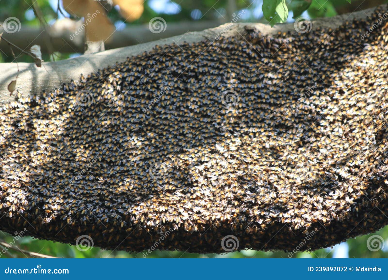 A Honeybee Hive on a High Tree Stock Photo - Image of life, honeybee ...