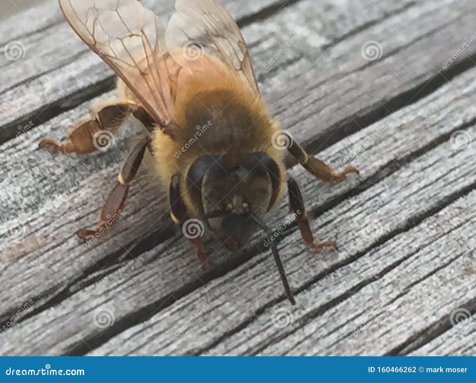 Honeybee stock photo. Image of honey, insect, chillin - 160466262