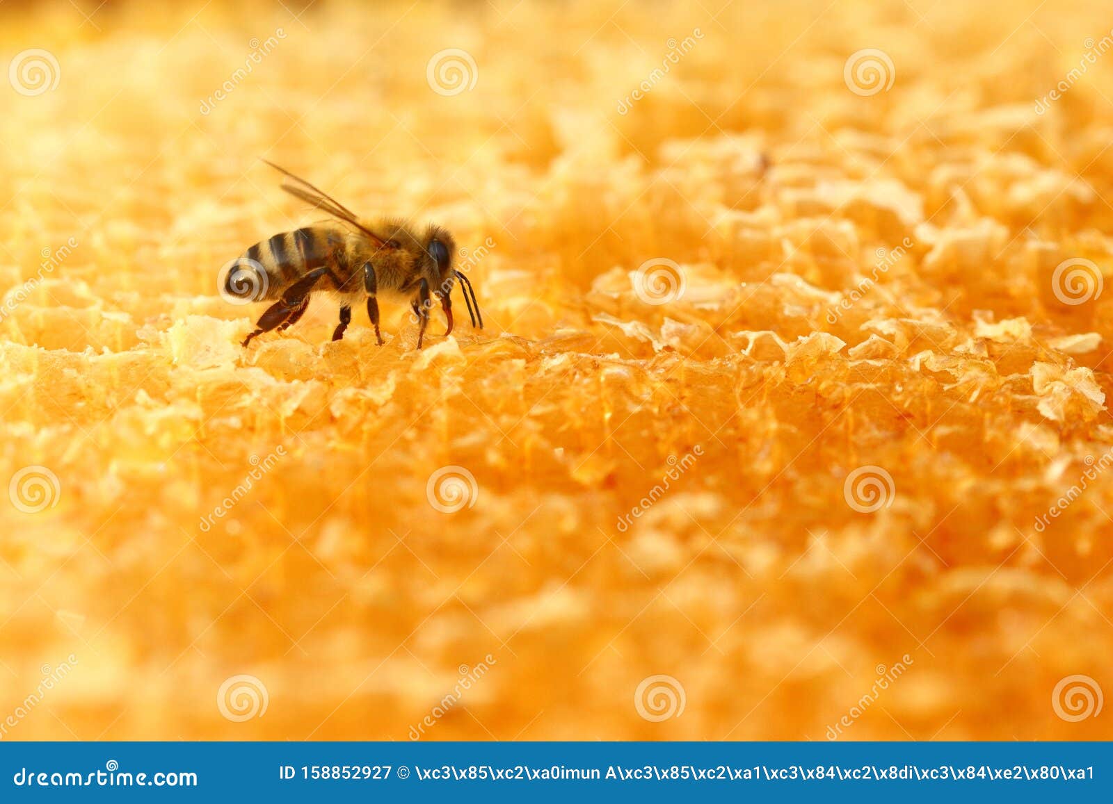 Honeybee On Wax Honeycomb Stock Photography | CartoonDealer.com #182852852