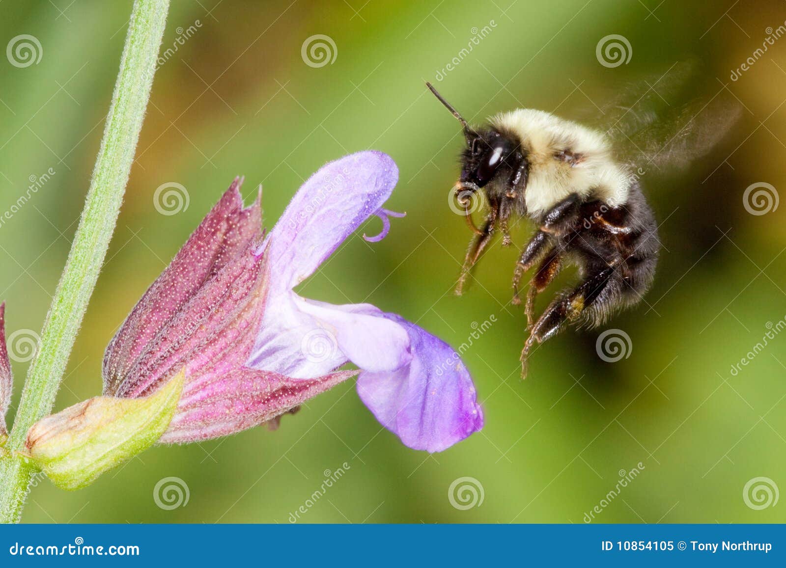 A Honeybee Hovering Over a Flower Stock Image - Image of flying, pollen: 10854105