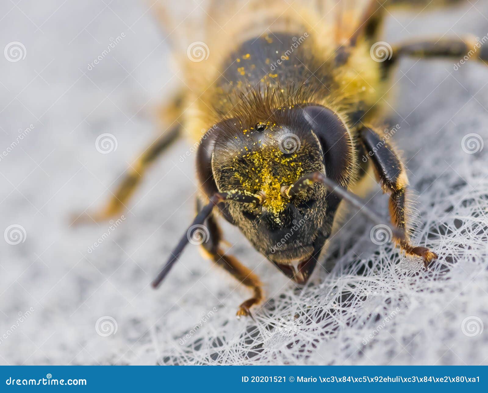 Extreme Macro Closeup on Honey Bee Eyes Stock Image - Image of nectar ...