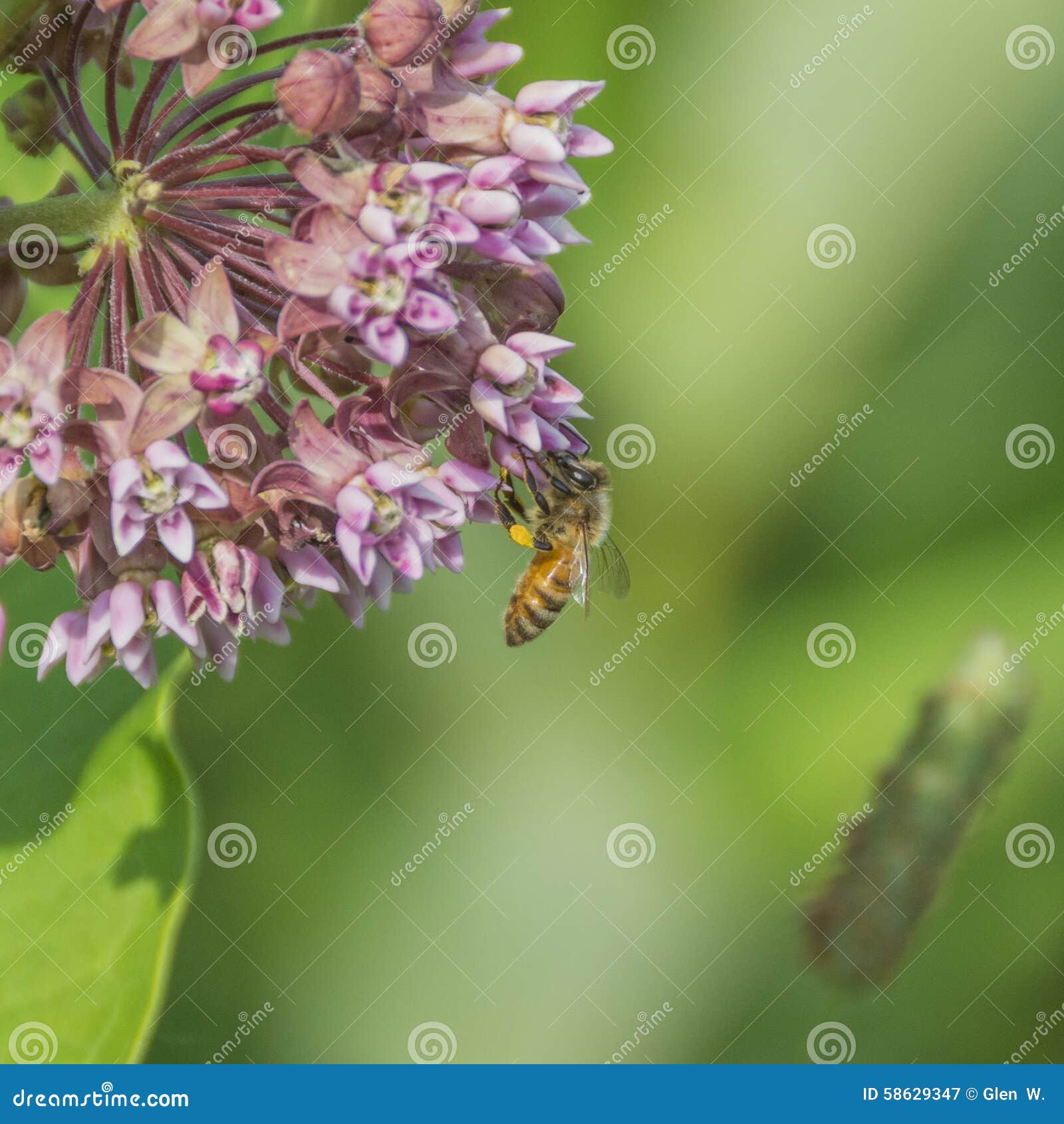 Honeybee with Pollen Sacs stock image. Image of honeybee - 58629347