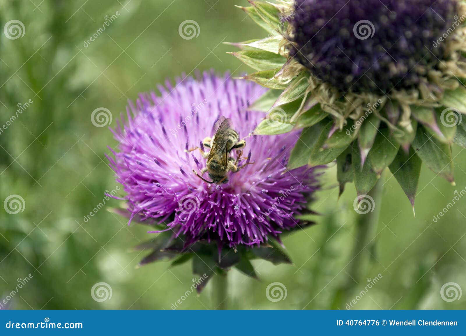 Honeybee Pollenating a Thistle Flower Stock Photo - Image of flower ...