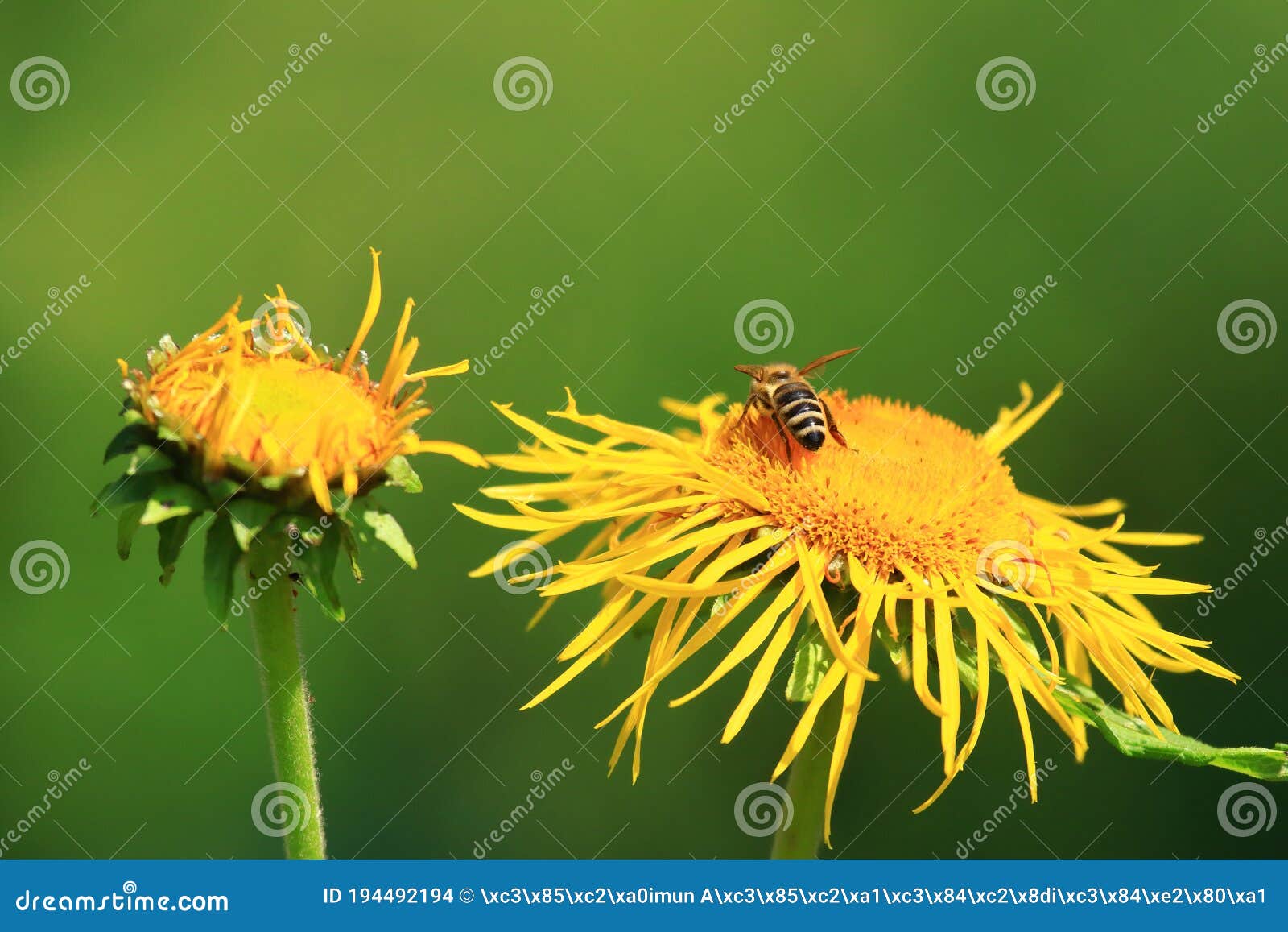 Bee Pollination on Yellow Flower Stock Photo - Image of garden, yellow ...