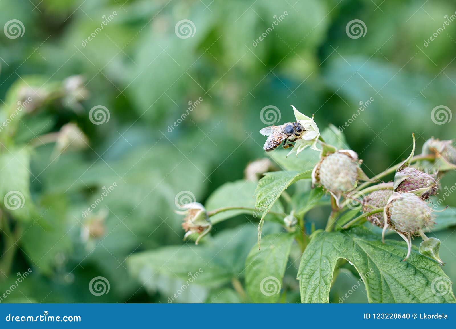 Honeybee on Raspberrys in Garden Stock Photo - Image of flower, buzz ...