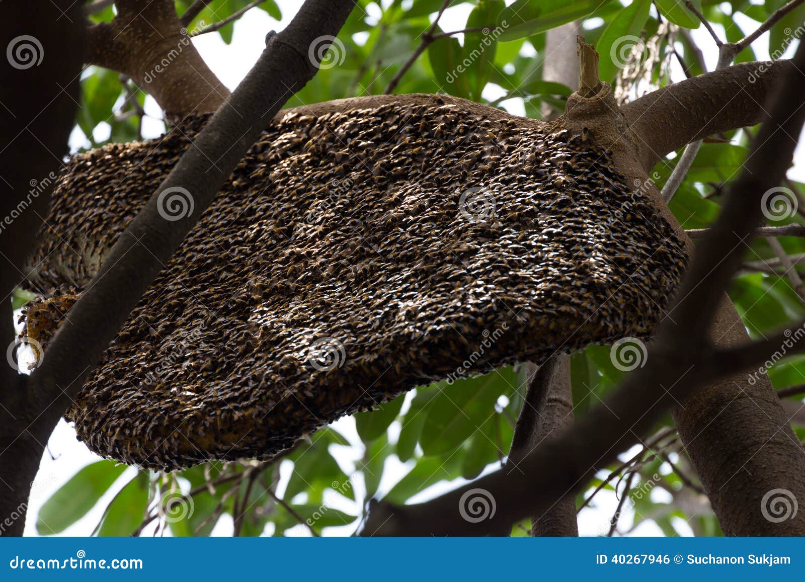Honeybee swarm hanging stock photo. Image of natural - 40267946