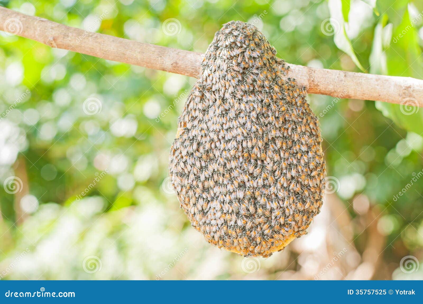 Honey Beehive Hanging From Tree