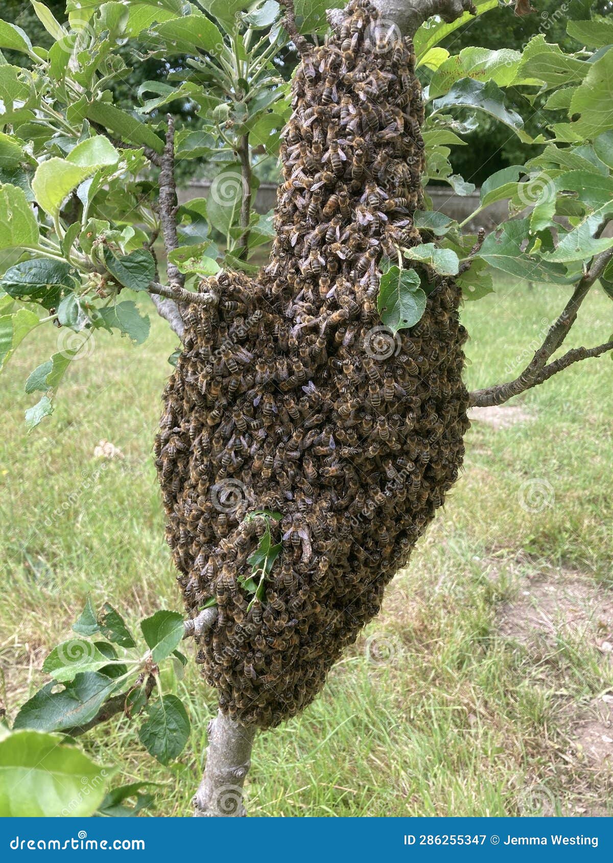A Honeybee Swarm that Has Settled on a Fruit Tree. Apis Mellifera ...