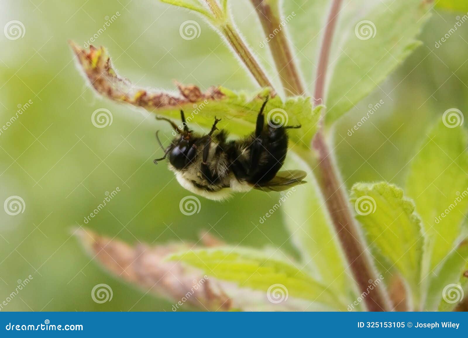 Honeybee under leaf stock image. Image of pest, arthropod - 325153105