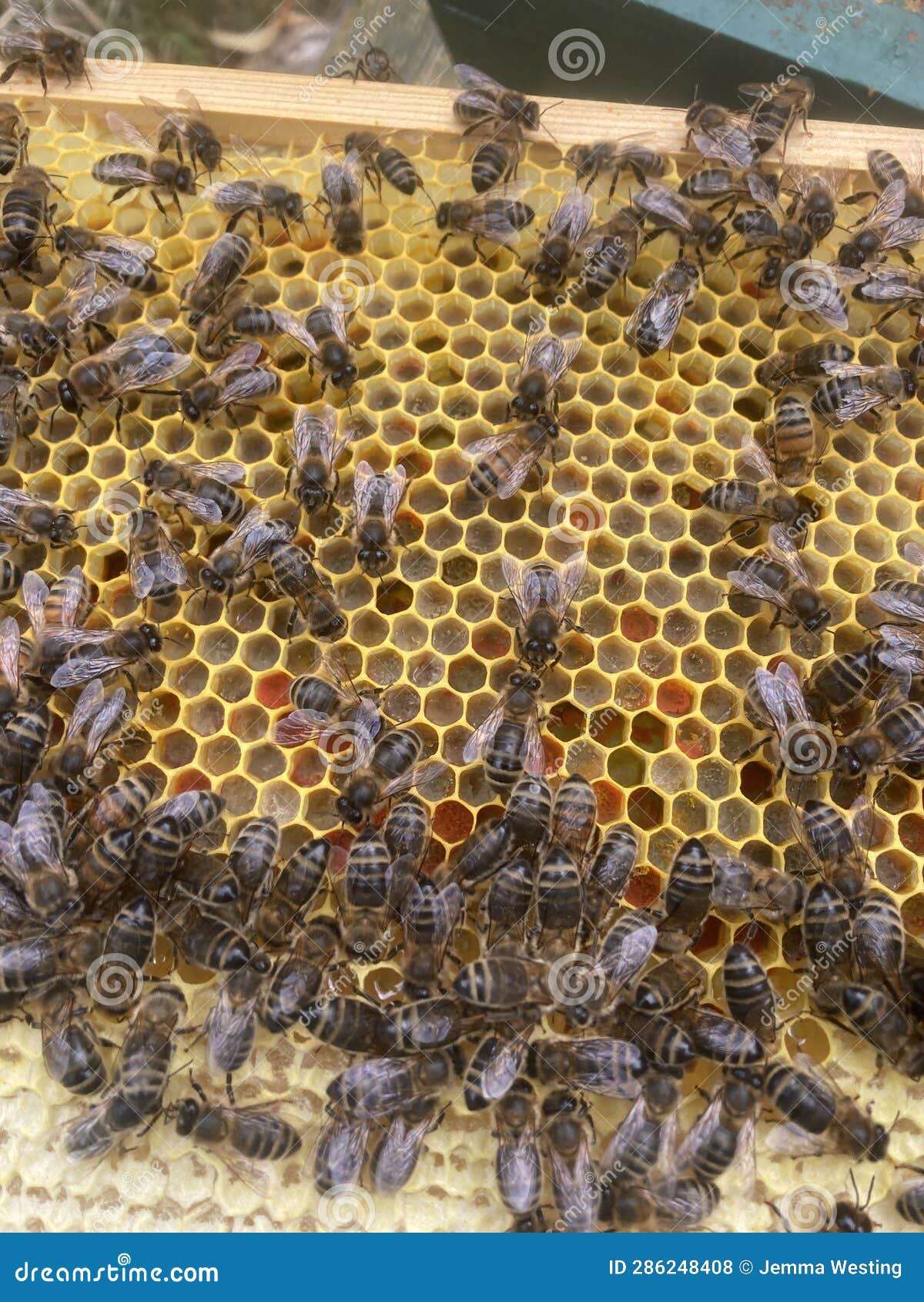 Honeybee Workers on a National Brood Frame Storing Pollen and Nectar ...