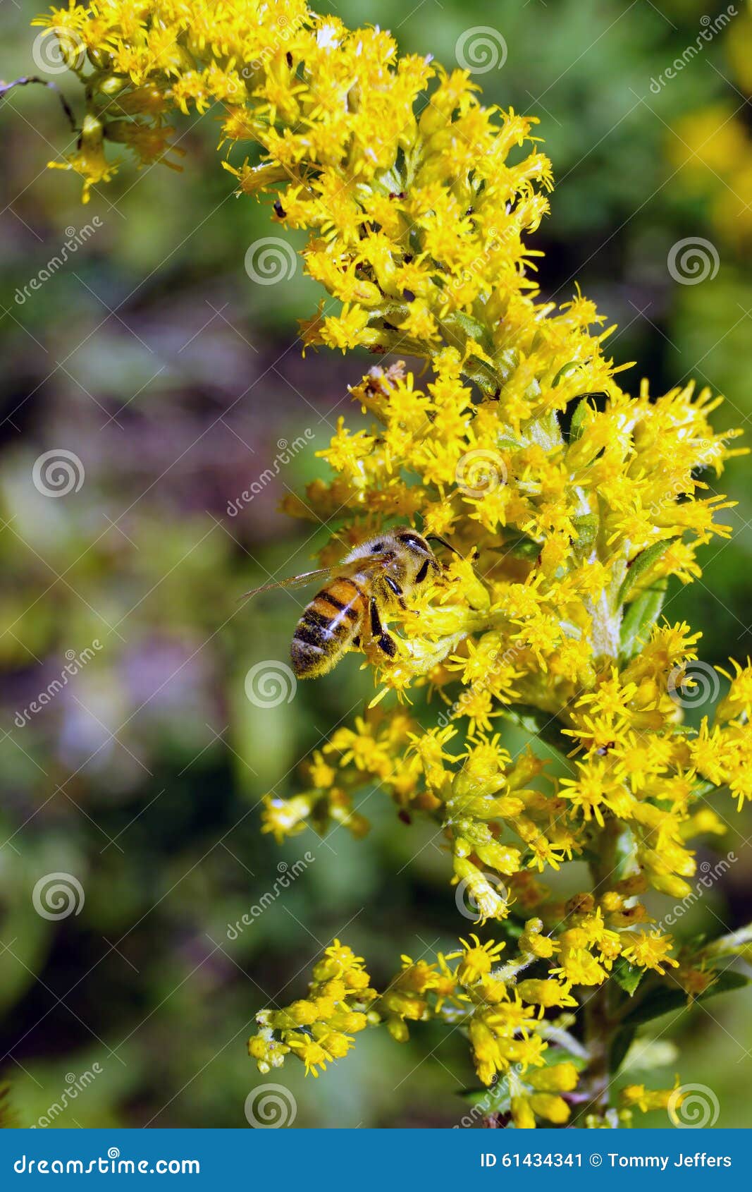 Honeybee on a Yellow Flower Stock Image - Image of busy, honeybee: 61434341