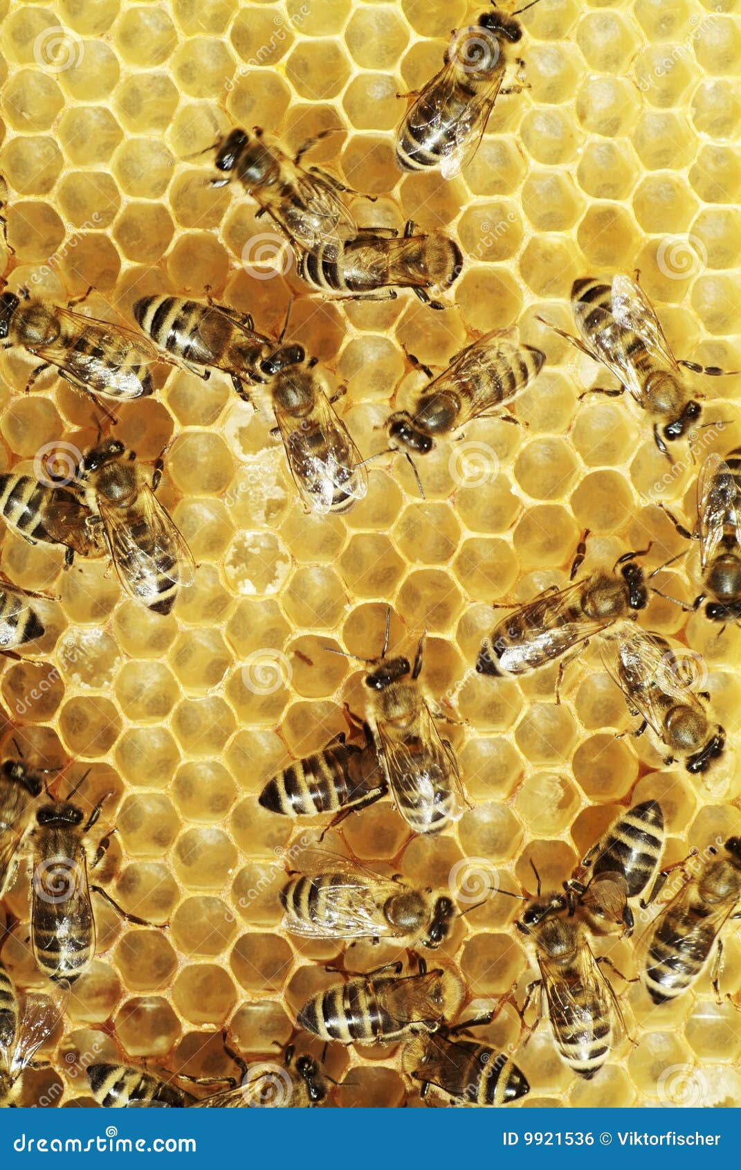Honeybees on a comb stock photo. Image of animals, honeycells - 9921536