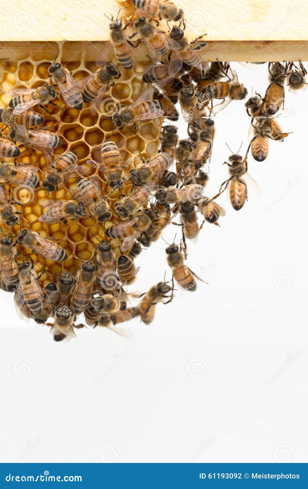 Honeybees Dangling from Wood Frame Stock Photo - Image of honeybee ...