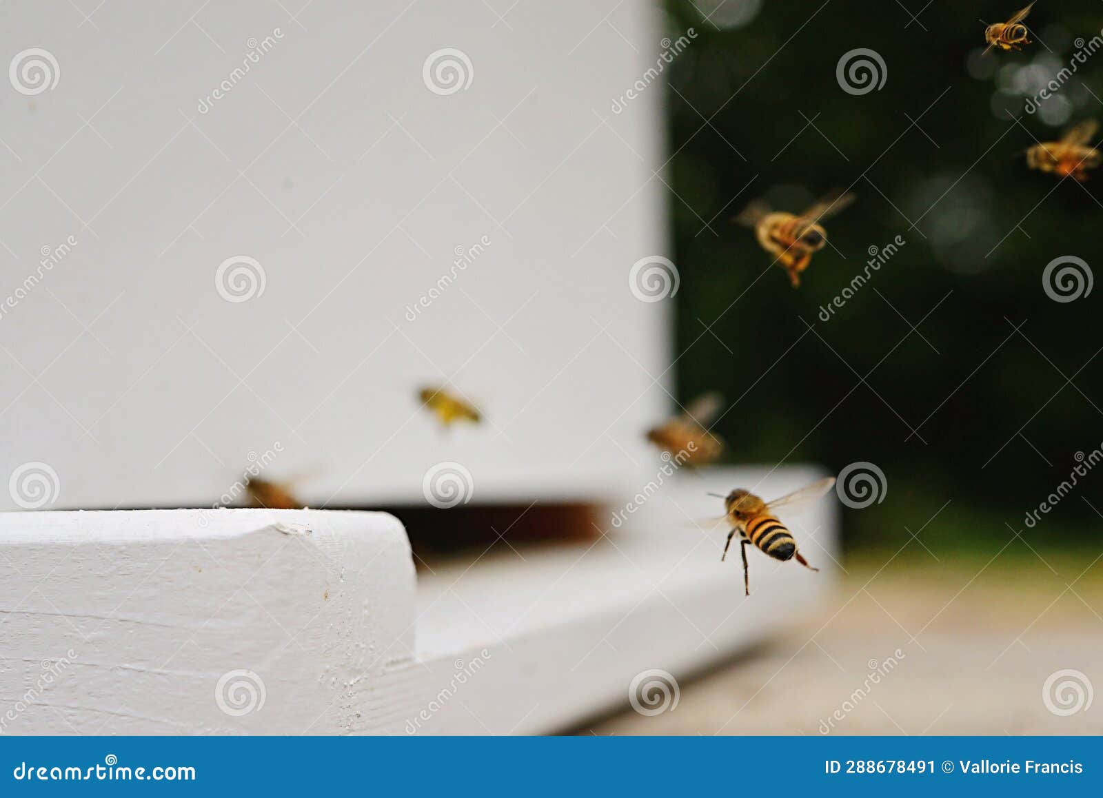 Honeybees Flying into and Out of the Hive Stock Image - Image of flight ...