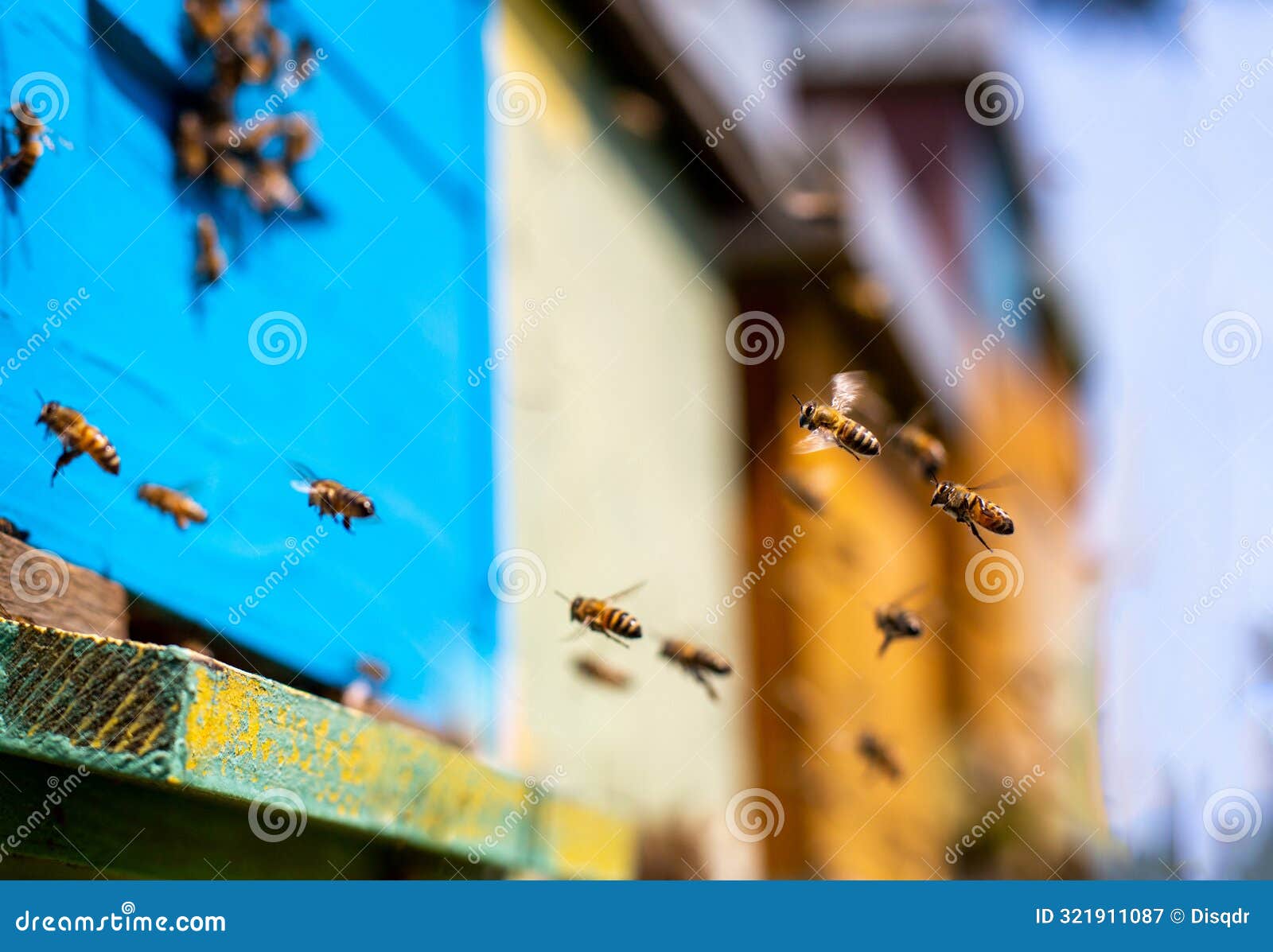 Honeybees Flying Entering Beehive Stock Image - Image of insects ...