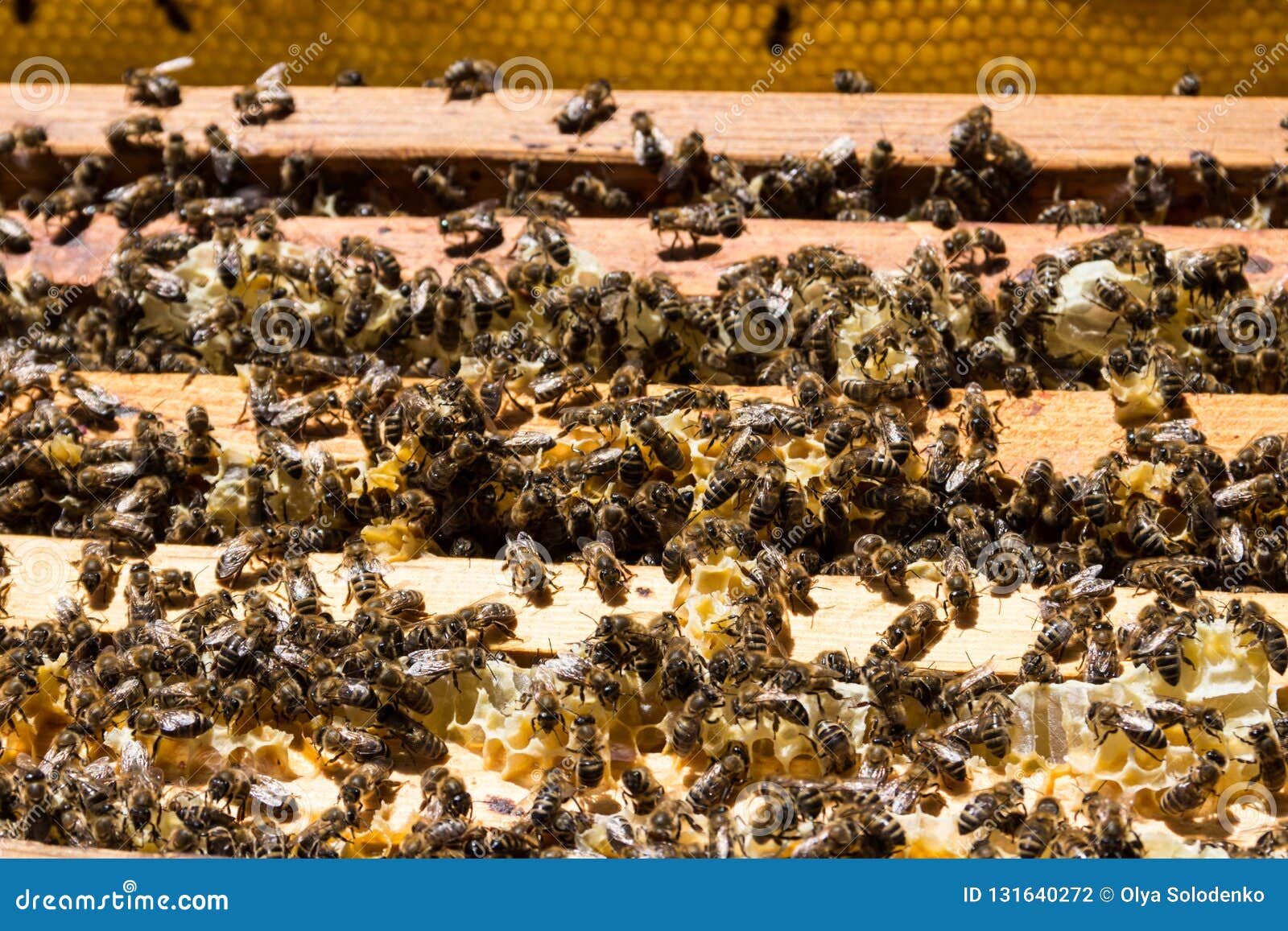 Honeybees on Honeycomb Frame in a Beehive Stock Photo - Image of ...