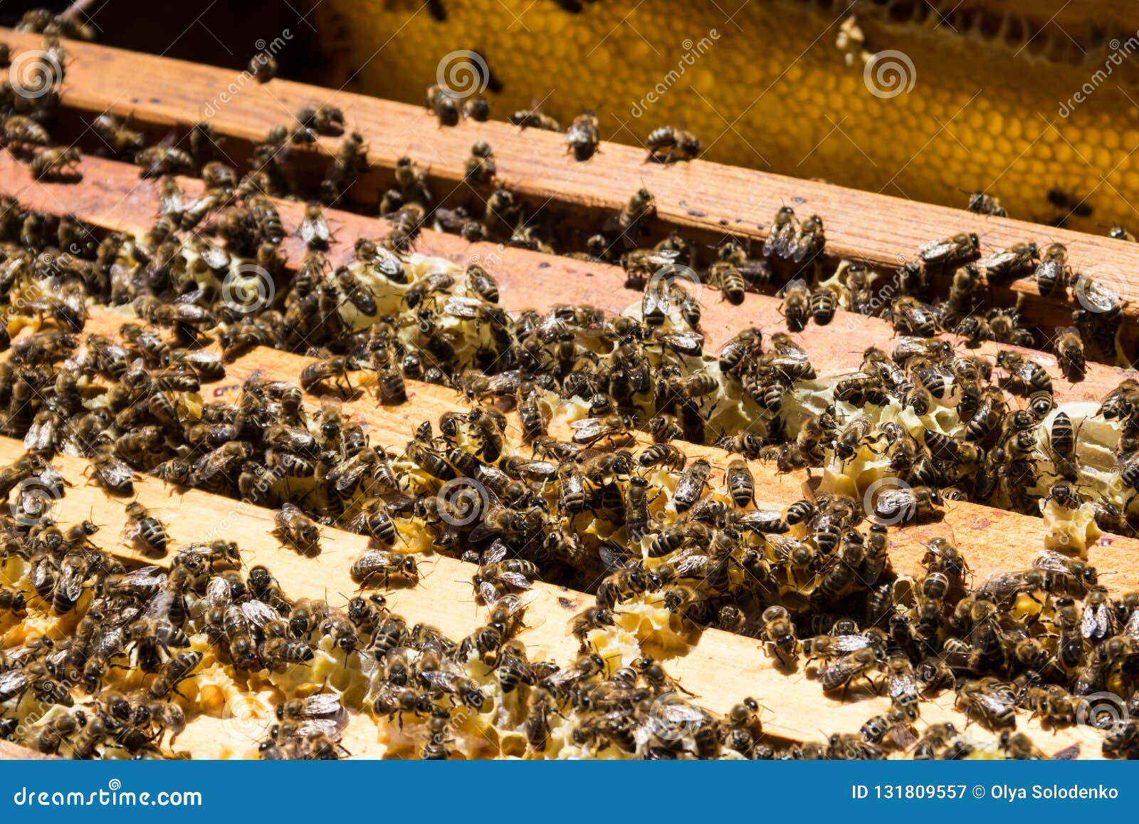 Honeybees on Honeycomb Frame in a Beehive Stock Image - Image of comb ...