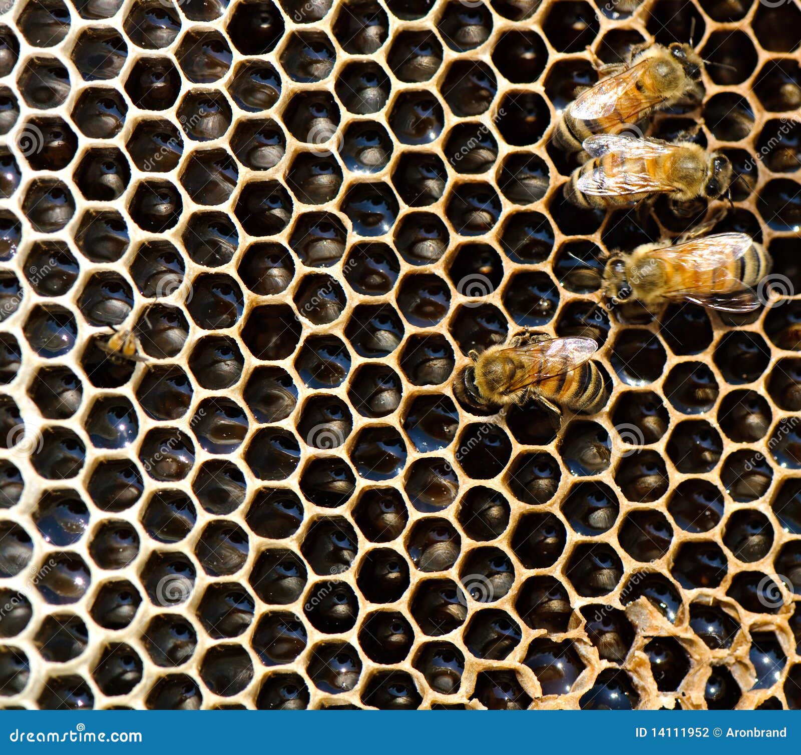 Honeycomb stock photo. Image of pure, honeycomb, healthy - 14111952