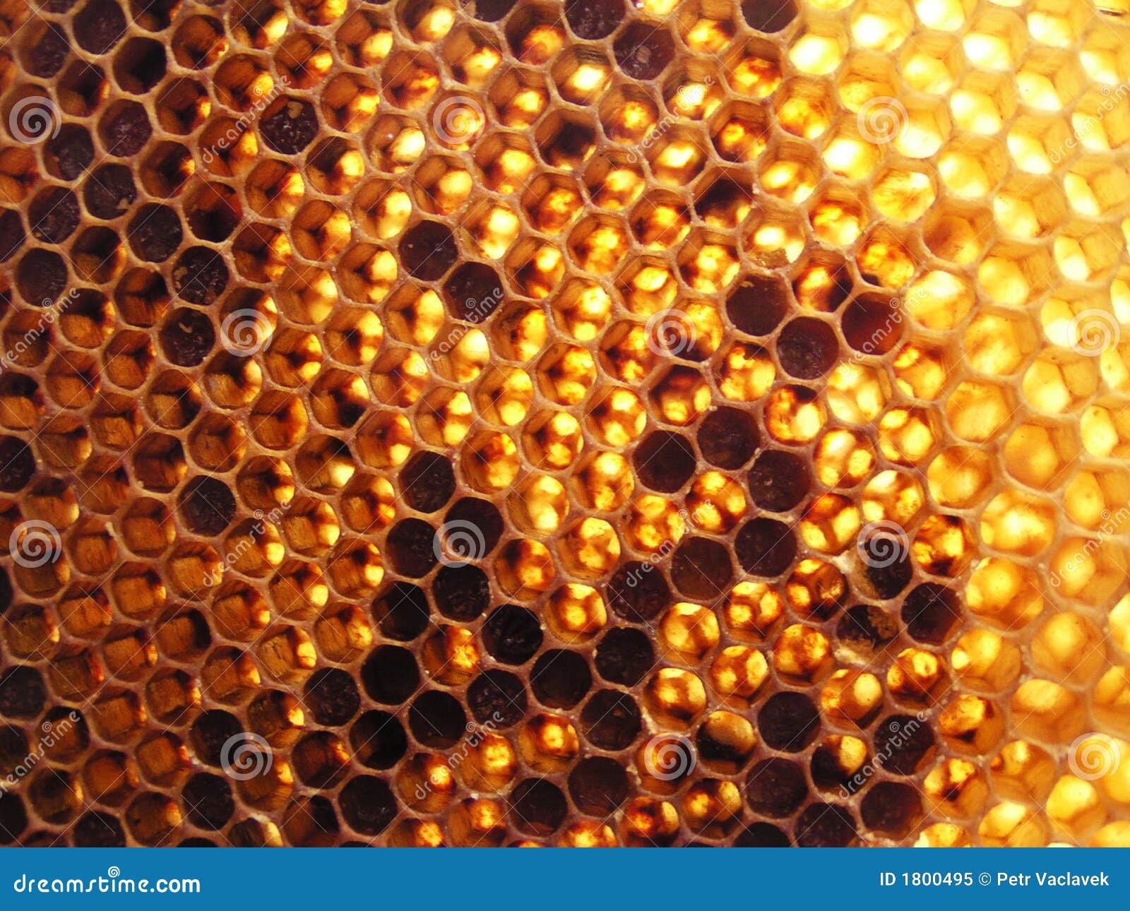 Honeycomb stock image. Image of closeup, beekeeping, food - 1800495