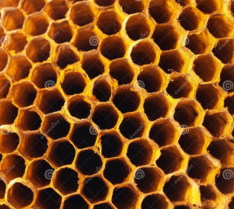 Honeycomb stock image. Image of honey, beekeeping, honeycomb - 1825151