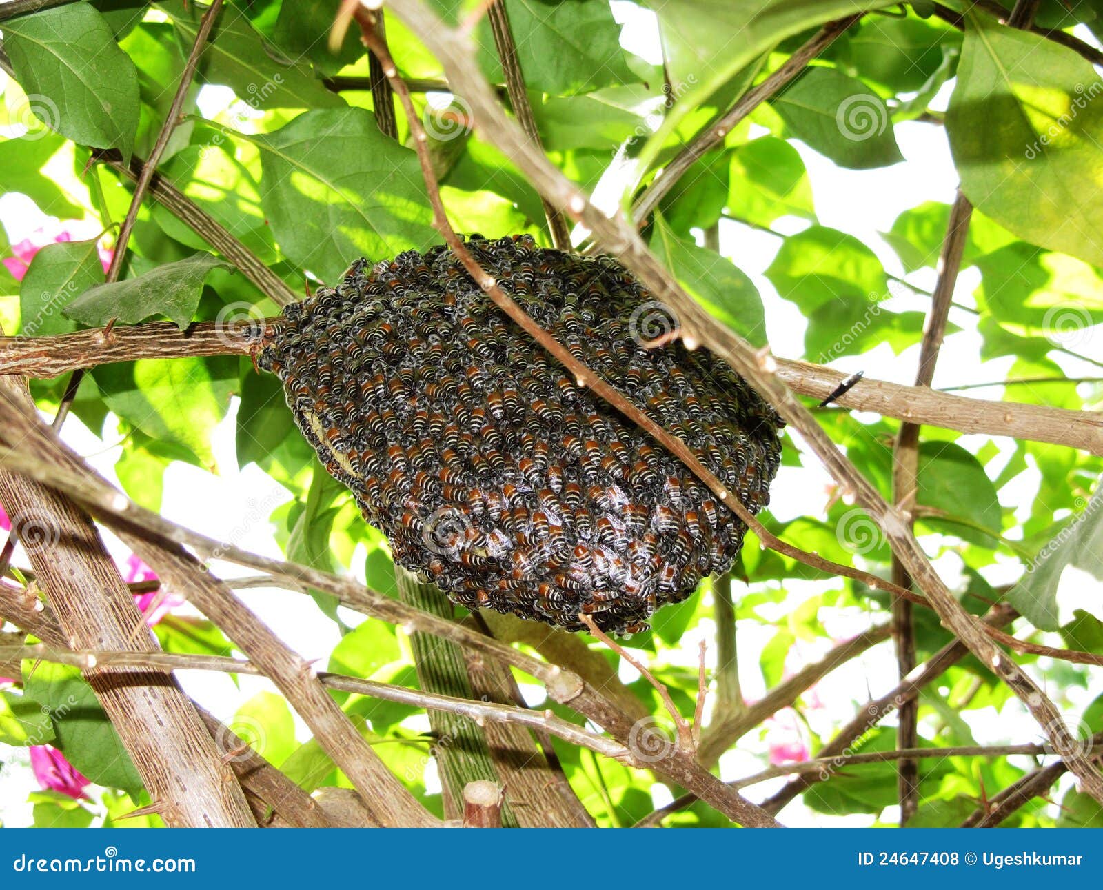 Honeycomb stock photo. Image of tropical, creature, nature - 24647408