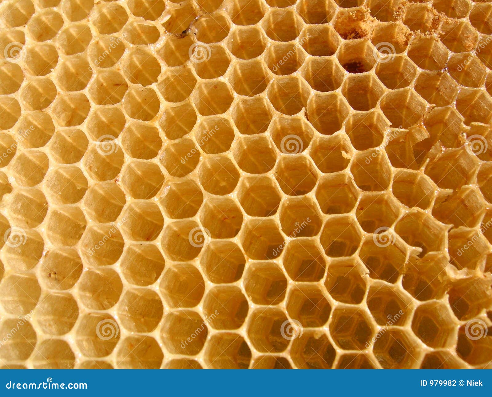 Honeycomb stock photo. Image of yellow, green, nature, sweet - 979982