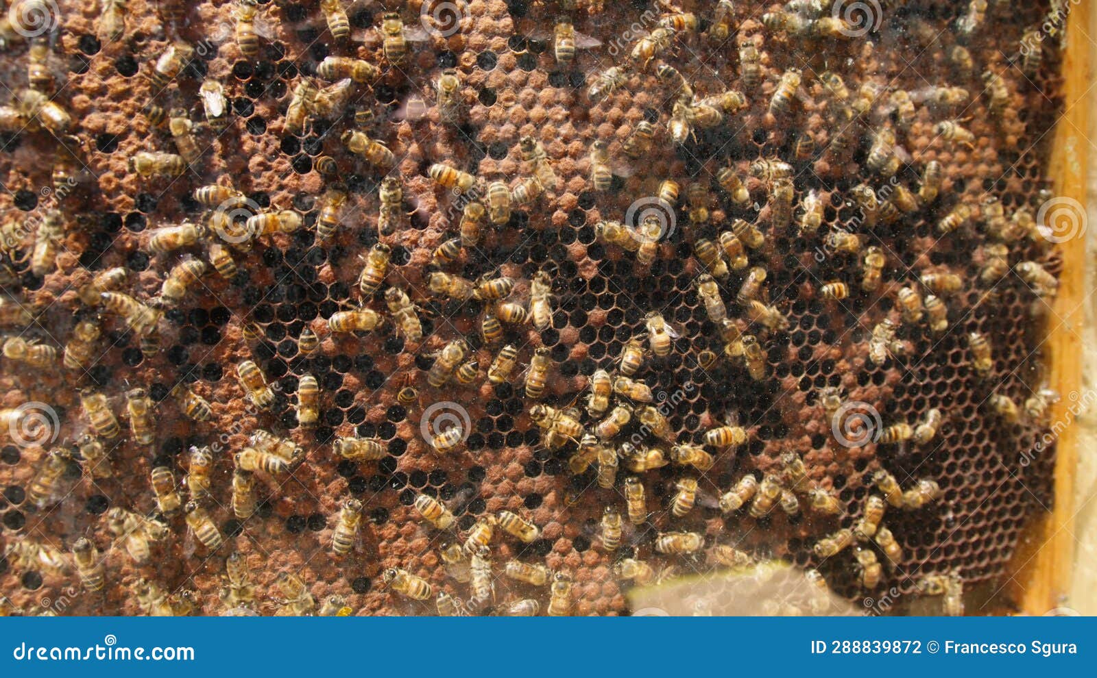 Honeycomb with Bee Bread. Bees Pack Honeycomb with Bee Bread. Stock ...