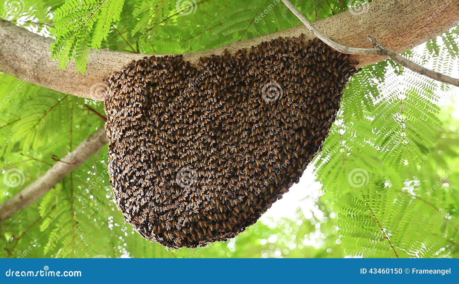 Honeycomb with Bee on Green Tree Stock Footage - Video of asia, apiary ...