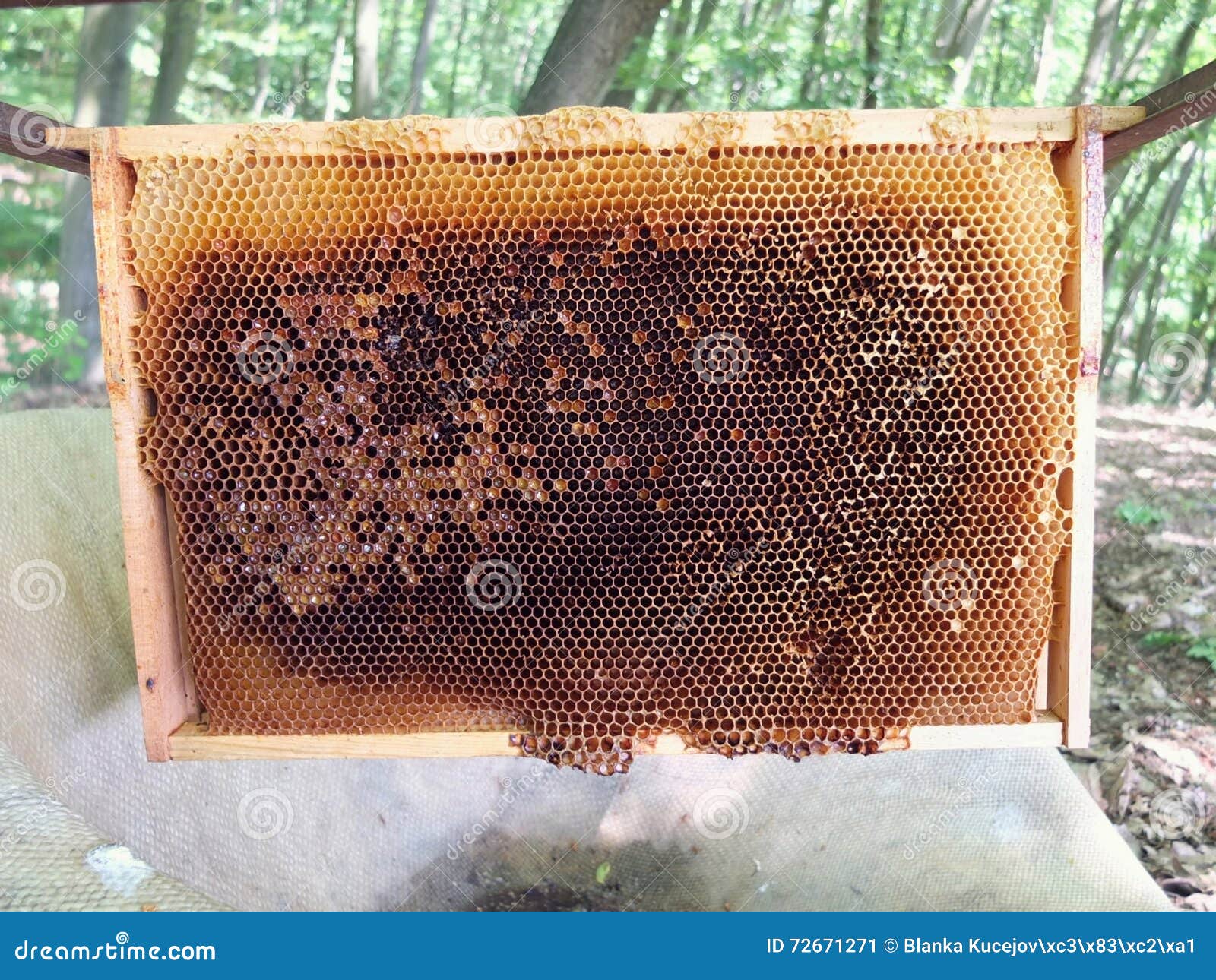 Honeycomb. stock image. Image of biology, apiculture - 72671271