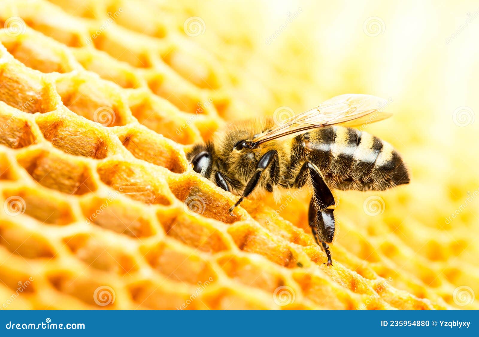 stock photo. Image of working, honeycomn, golden, beehiv - 235954880
