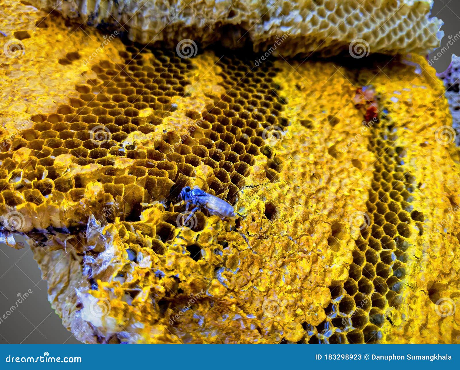 Honeycomb With Bee Texture On Gray Background Royalty-Free Stock Photo ...
