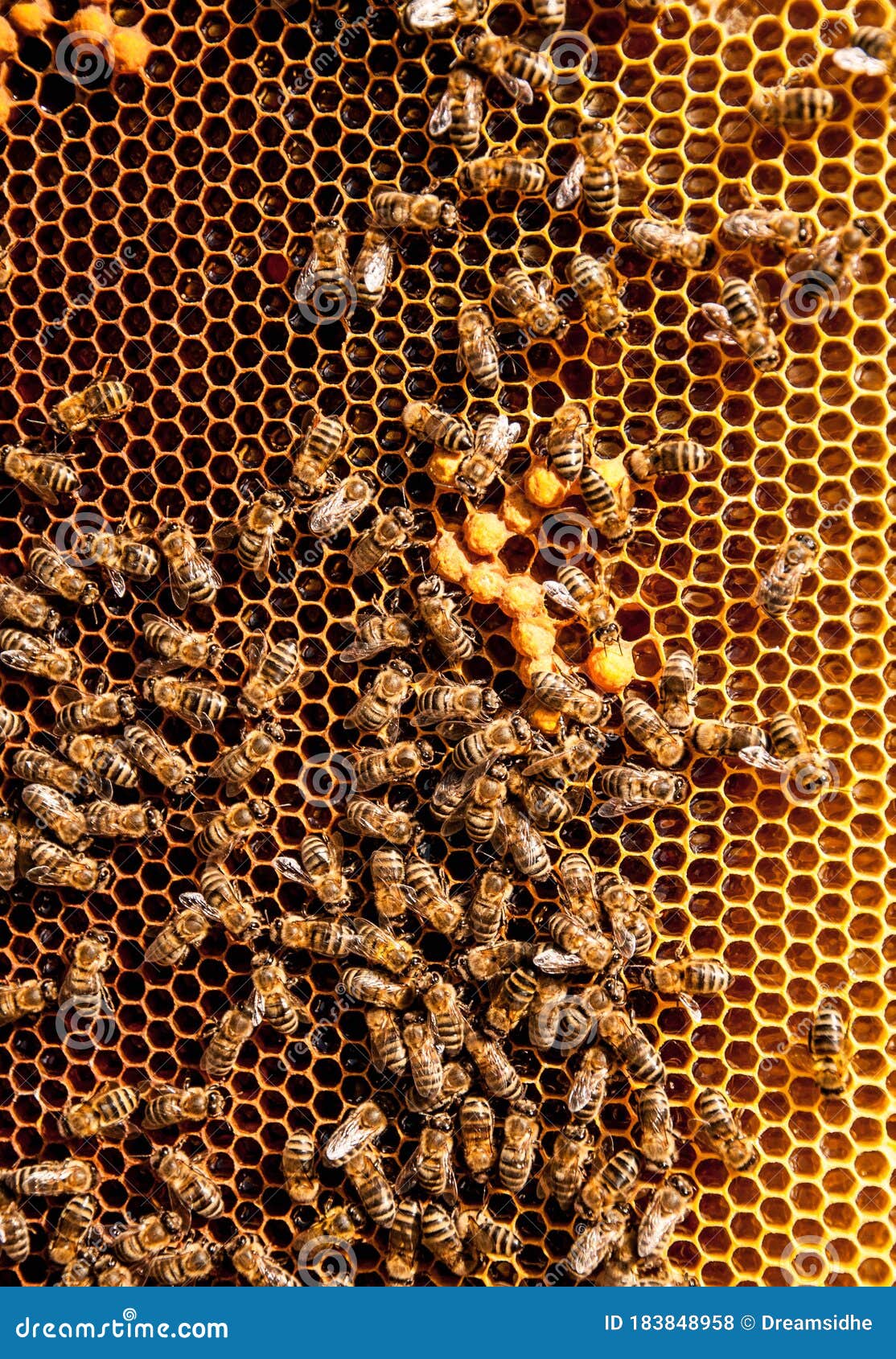 Honeycomb with bee on it stock photo. Image of honeyed - 183848958